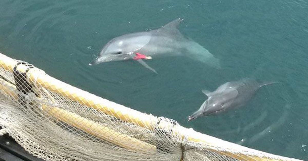 This Dolphin Was SICK Of Captivity, So She Did The Unthinkable ...