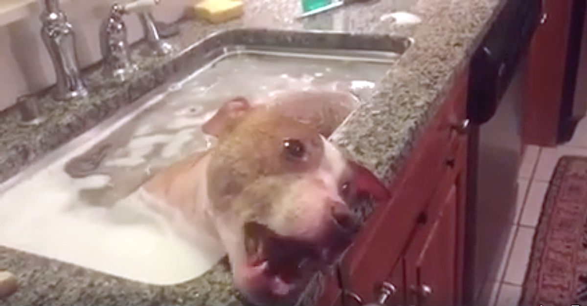 They Put This Battered Pit Bull In A Warm, Cozy Sink. His Reaction? It ...