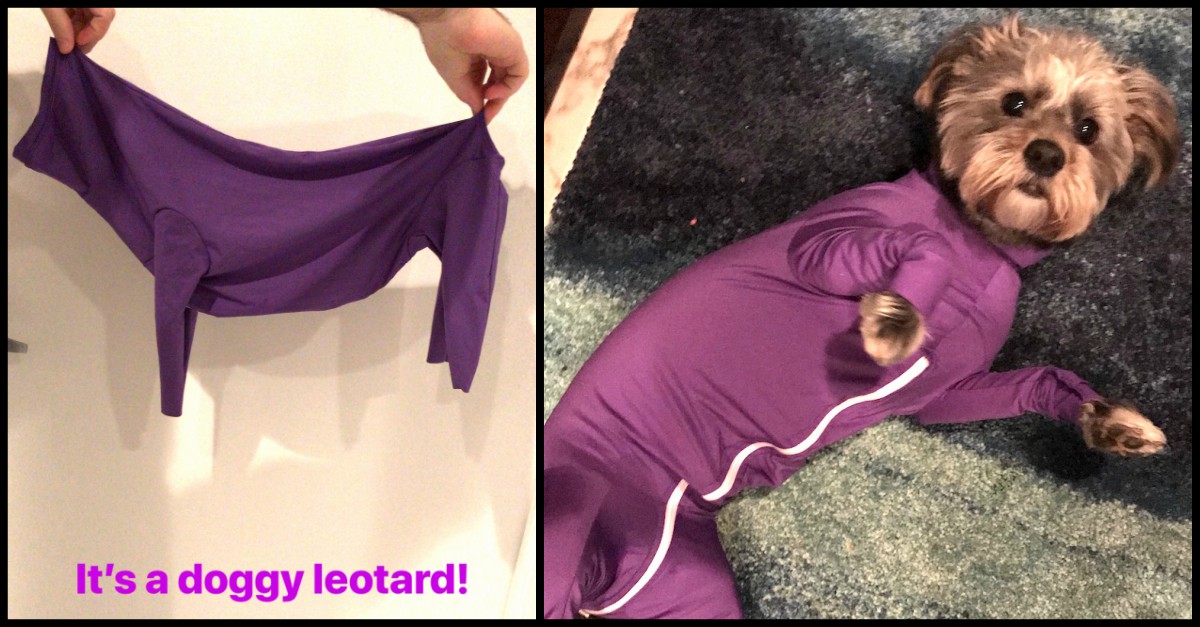 I Put My Dog In A Shed Defender Doggy Leotard To Test The Benefits ...