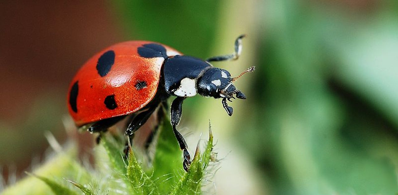 Vet Opens Dog's Drooling Mouth To Reveal A Strange Ladybug Infestation ...