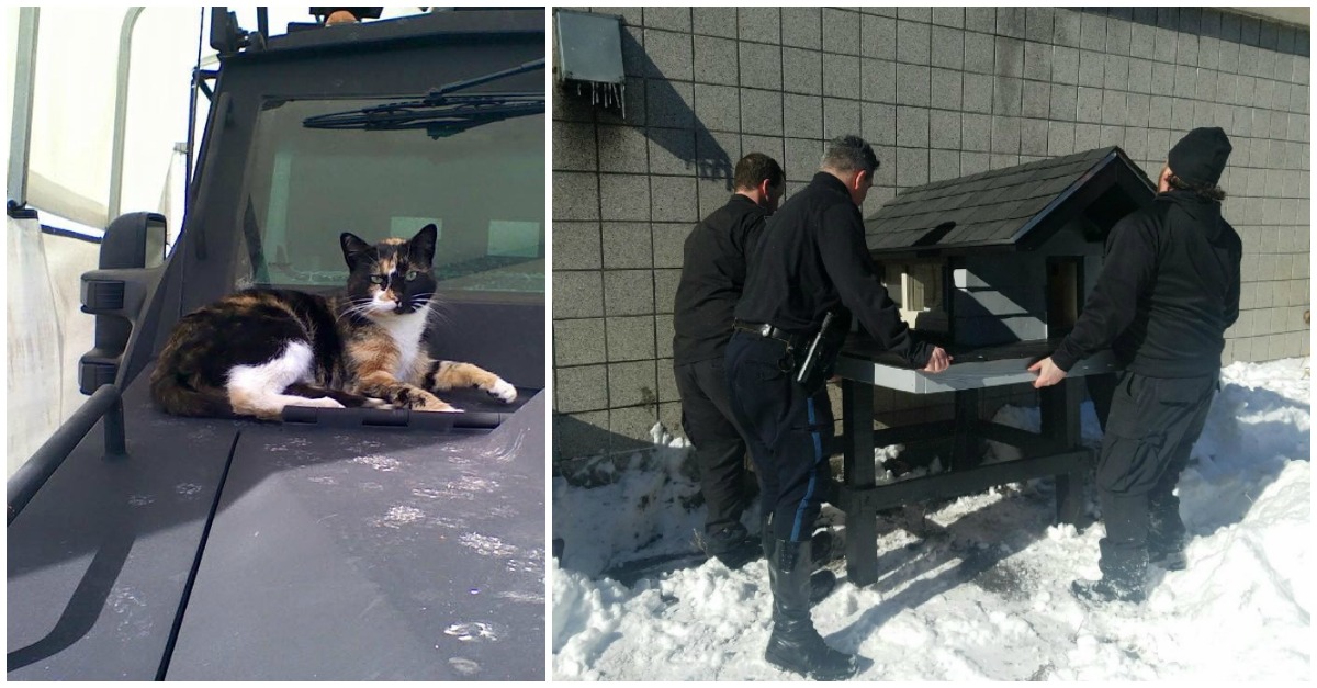 'Swat Cat' Gets New Home With Boston SWAT Unit | LittleThings.com