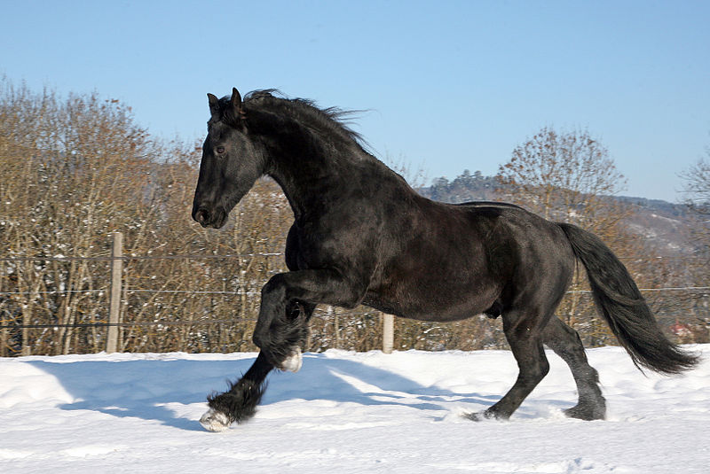 12 Of The Most Unique And Beautiful Horse Breeds In The World ...