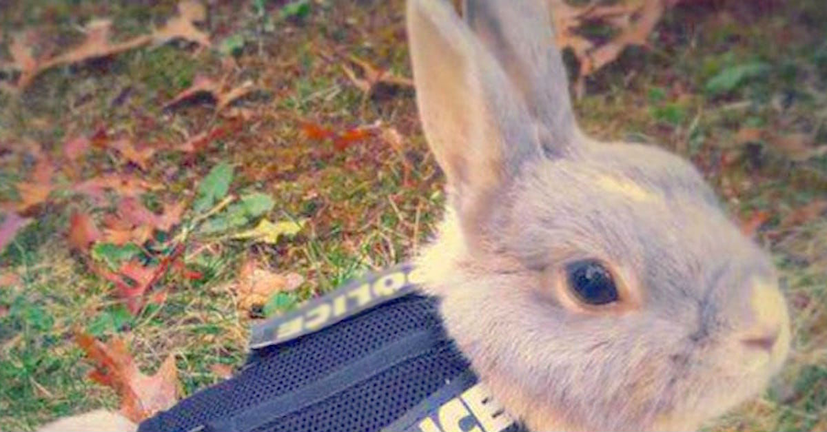 Her Owner Buys Her A Protective Harness. But I Was Not Expecting THIS ...