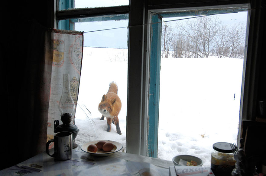 21 Breathtaking Photos Of Animals Looking Through Windows. These Are ...