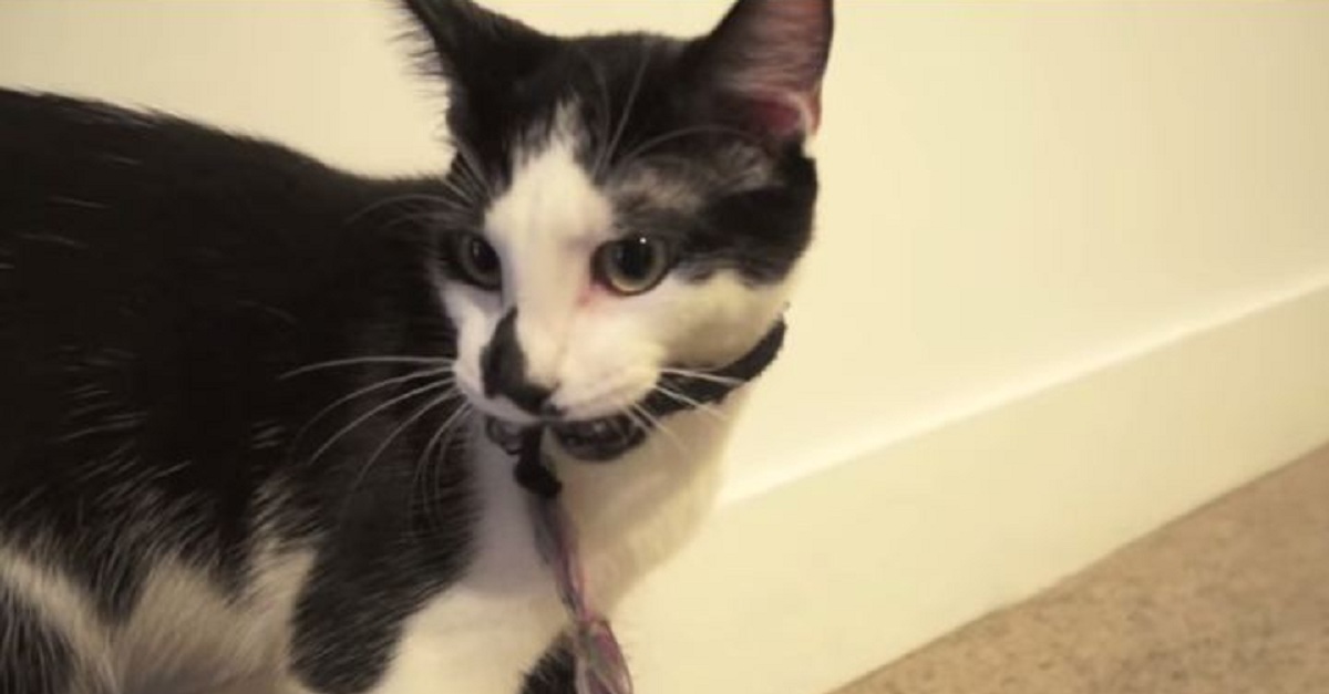 OMG This Cat Is A Riot! I've Never Seen A Cat Act So Much Like A Dog ...