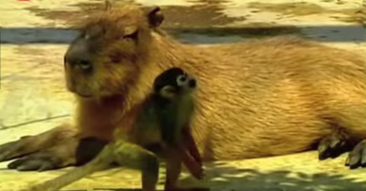 Watch What This Mischievous Little Squirrel Monkey Does At 1:02. This ...