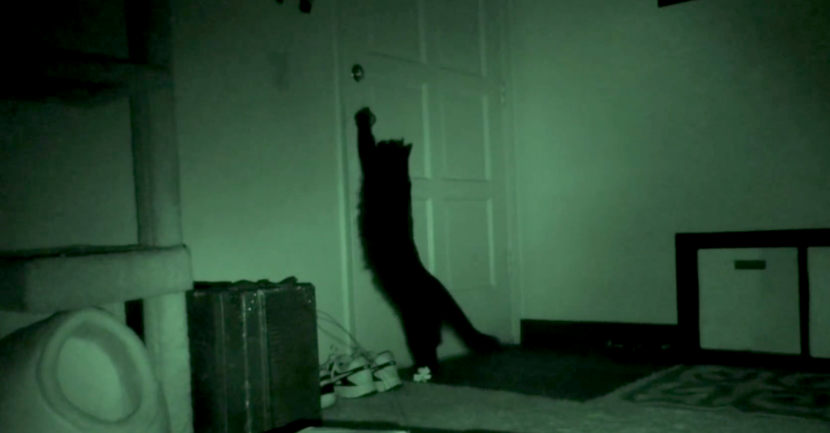 The Set Up Overnight Cameras For Their Cat. What They Saw? I KNEW It ...