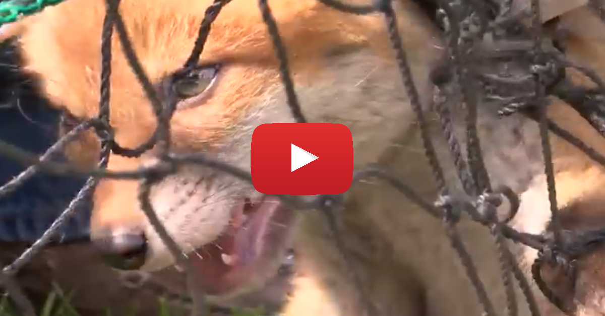 This Baby Fox Was Caught And Afraid, I'm So Thankful He Was Saved ...