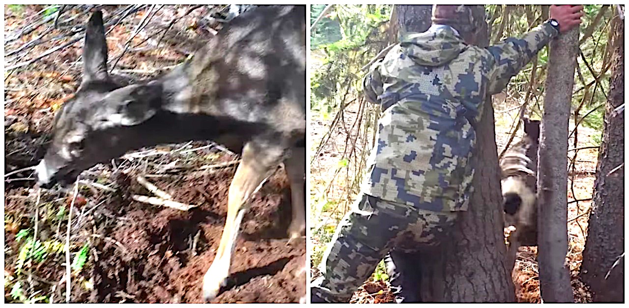 Hunters Save Deer Trapped Between 2 Trees | LittleThings.com