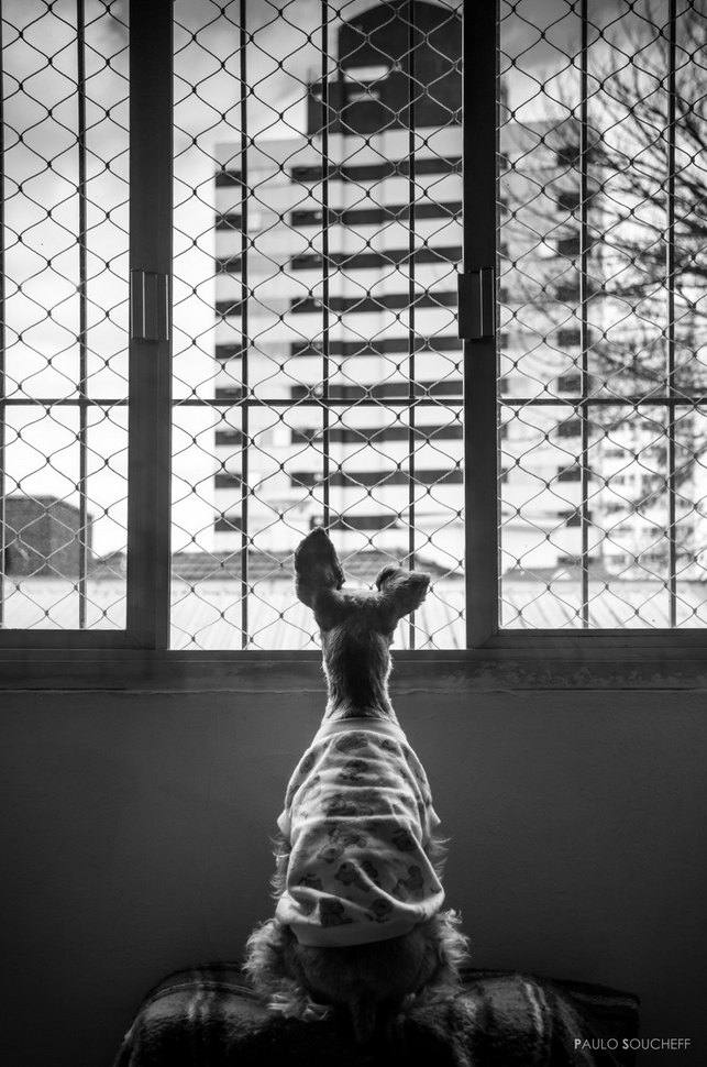 21 Breathtaking Photos Of Animals Looking Through Windows. These Are ...