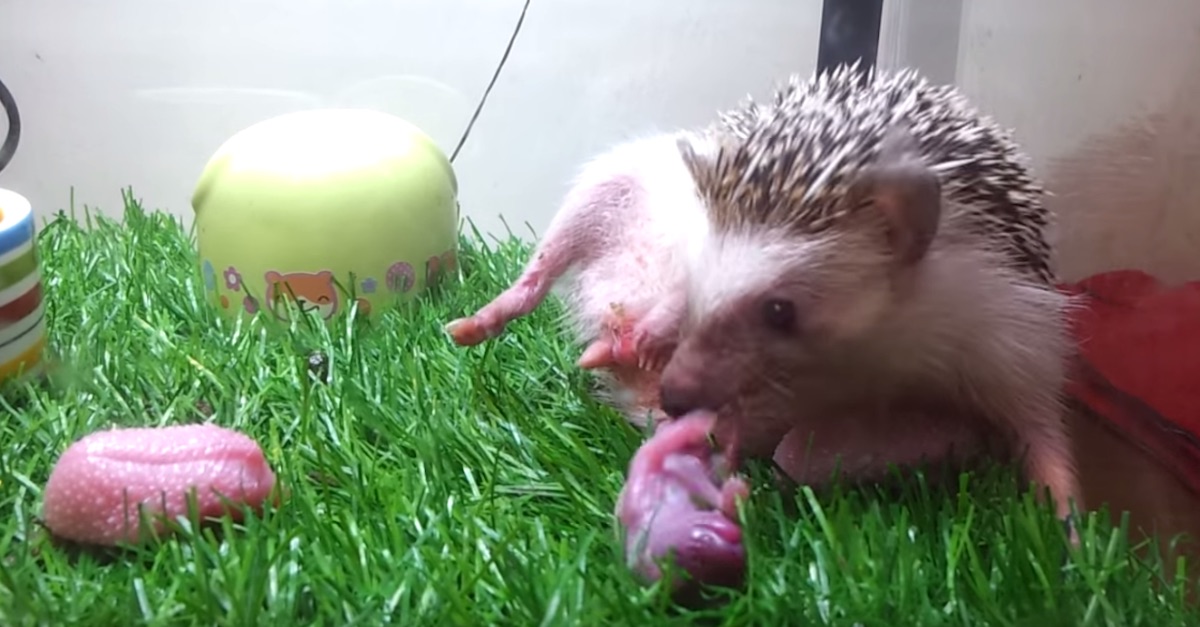 Camera Catches Pregnant Hedgehog Going Into Labor, Pans Left To Reveal ...