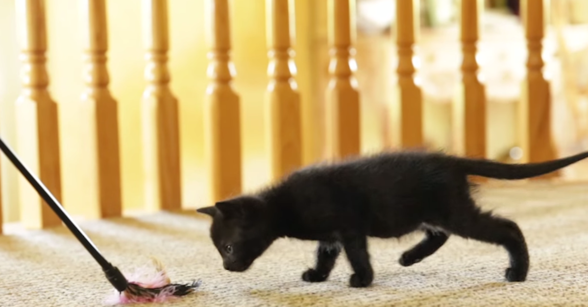 When You Hear Why People Won't Adopt These Fur Babies, You'll Be ...