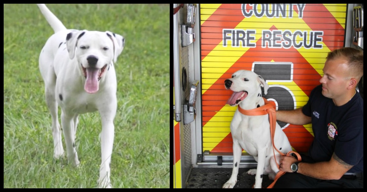 Lost Dalmatian Puppy Follows Fire Engine All The Way Back To The ...