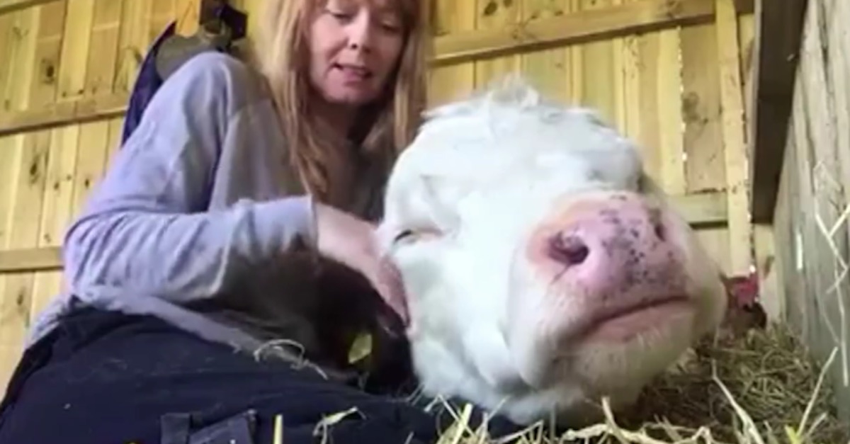 Dwarf Cow Was Rejected By His Herd Because Of His Size, But When You ...