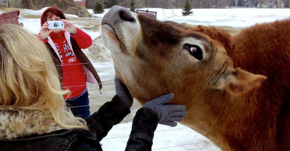 This Will Change The Way You Think About Farm Animals For Good. WOW ...