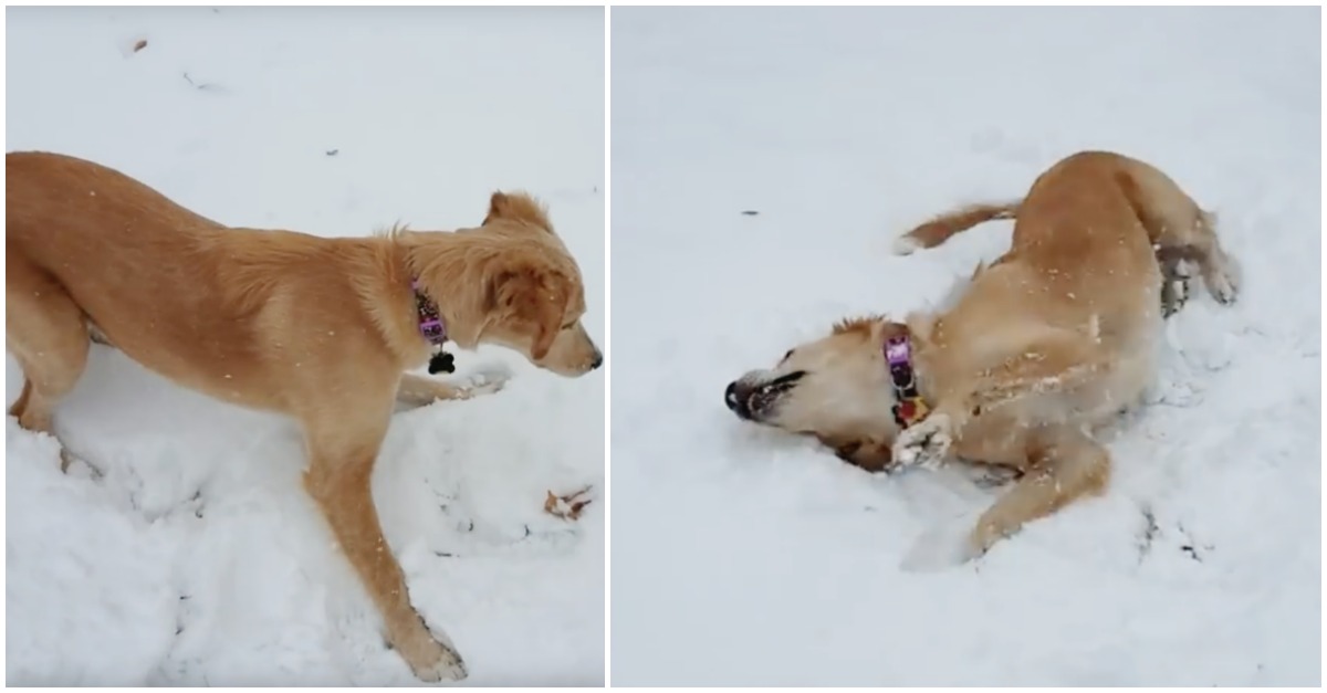 Rescue Dog Sees Her First Snowfall, And She’s Absolutely In Love With ...