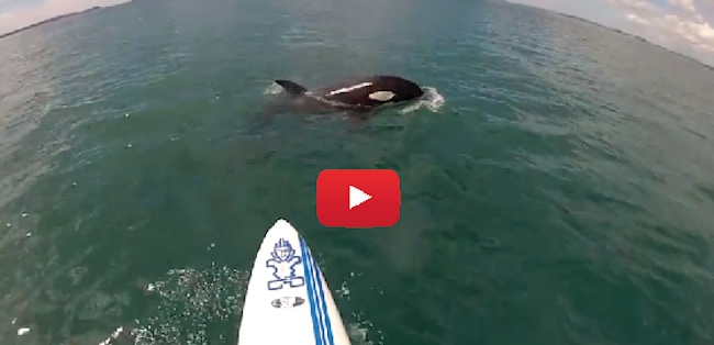 Wow!! Guess What These Orcas Did When They Saw A Paddleboarder? He's So ...