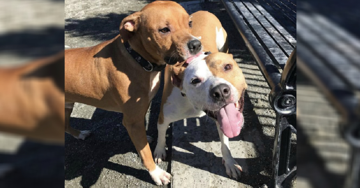 Loving Pit Bull Reunites With The Foster Puppy She Adopted As Her Own ...