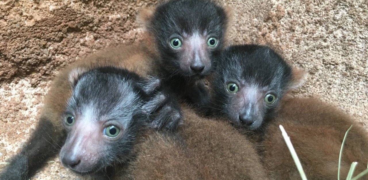 Lemur On Birth Control Conceives Twins. When They See The Babies, They ...