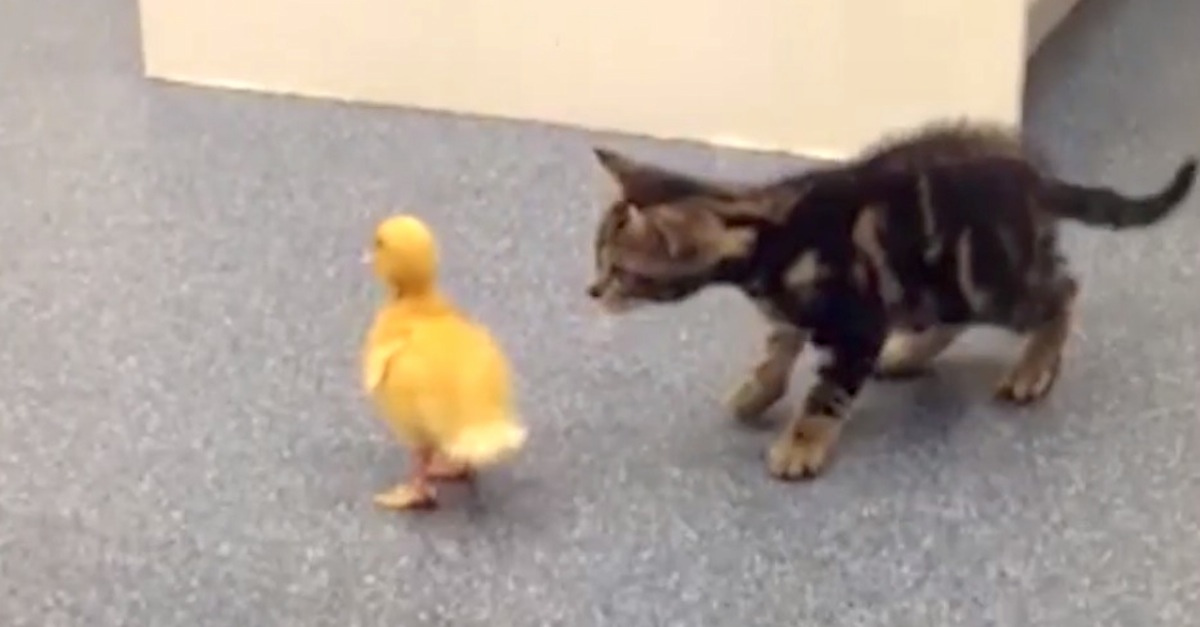 Curious Cat Sneaks Up On A Baby Duck. Then? I Was NOT Expecting This ...