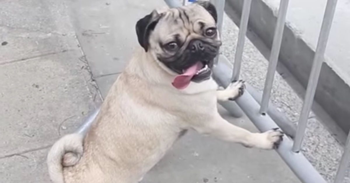 This Pug Is A HUGE Fan Of TV. Now Just Watch How He Shows It ...