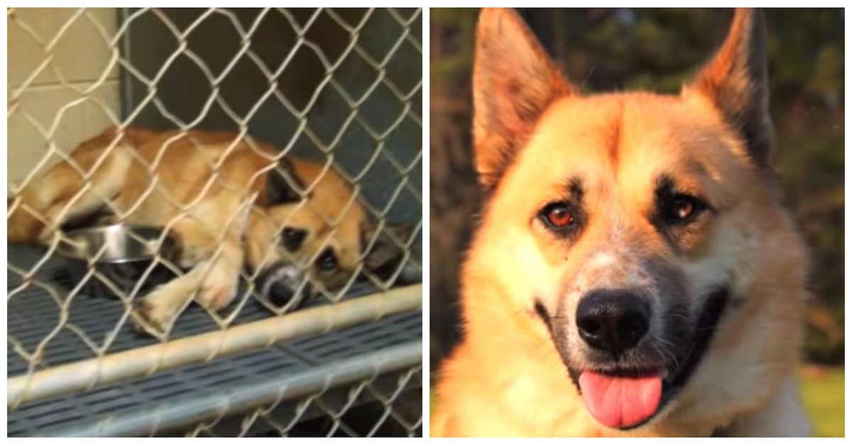 Shelter Dog On Death Row Finally Gets His Lifelong Wish ...