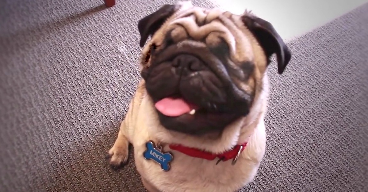 Blind Pug Sits On The Judge's Lap. When He Does This, I Couldn't Stop ...