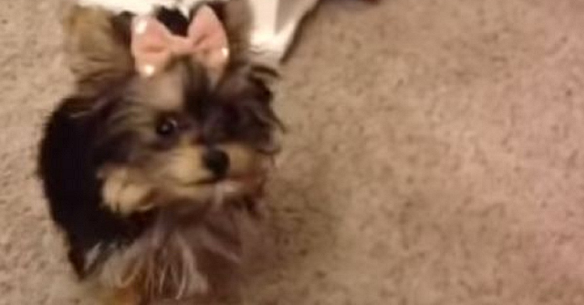 This 20-Week-Old Puppy Can Do More Tricks Than Most Adult Dogs ...