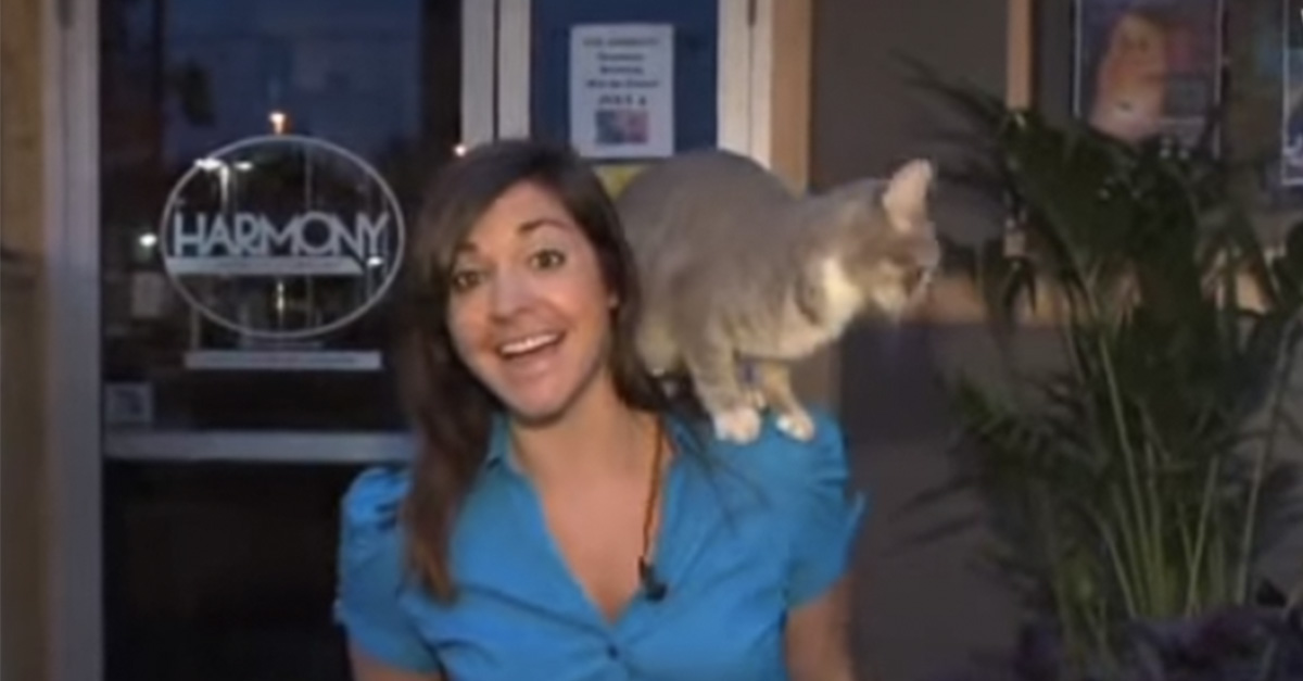 It's Insane What This Cat Did To This News Anchor. Her Reaction Is The ...