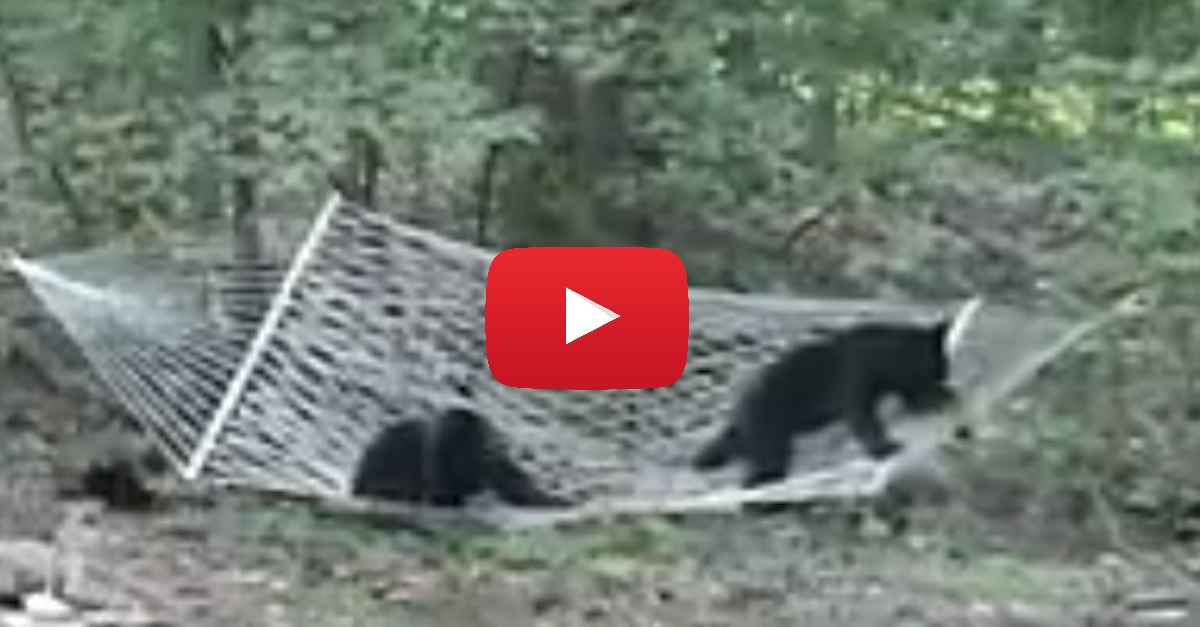 Hilarious! Look What I Caught These Baby Bears Trying To Do ...
