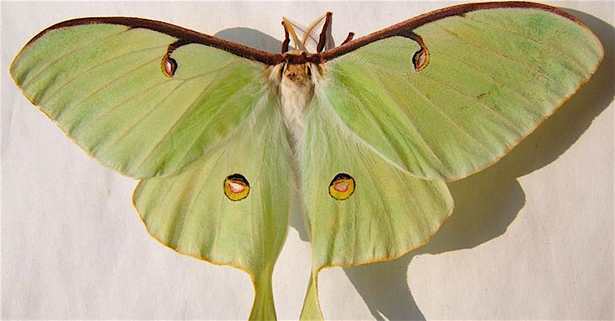 They Slide An Ordinary Luna Moth Under A Microscope. What They See ...