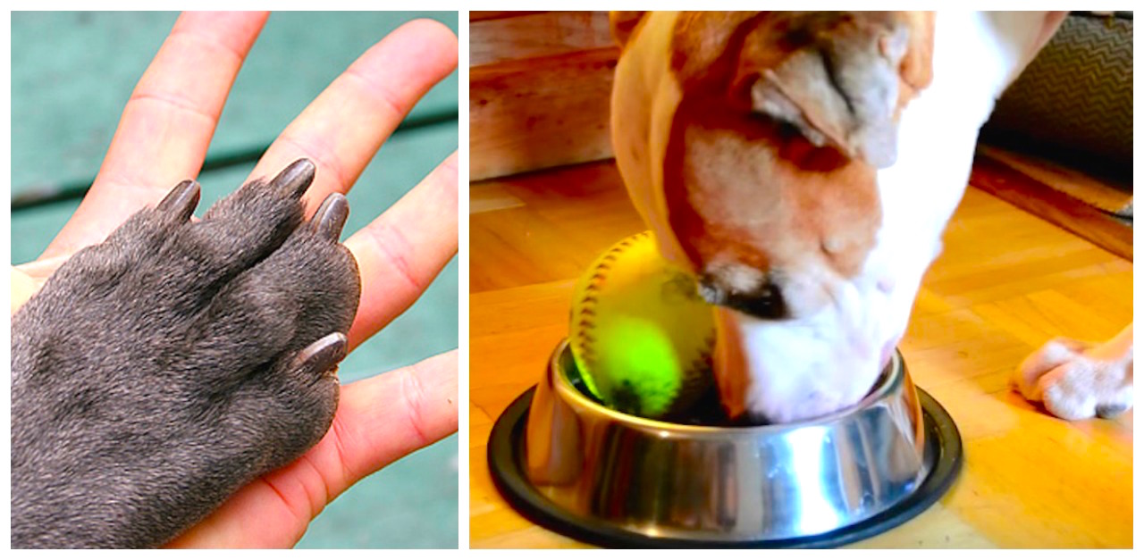 11 Dog Life Hacks You Can Easily Do Yourself | LittleThings.com