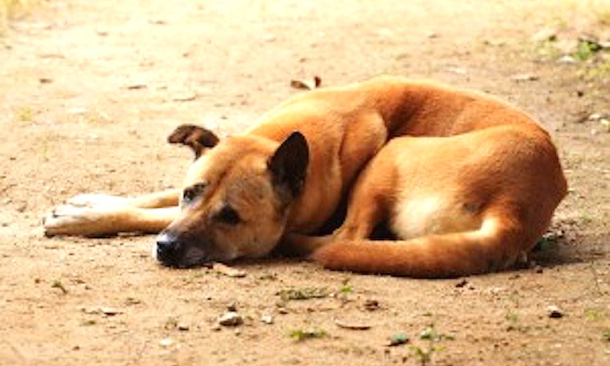 Neighbors Kidnap Abused Dog After Seeing Her Photo — But Was It The ...