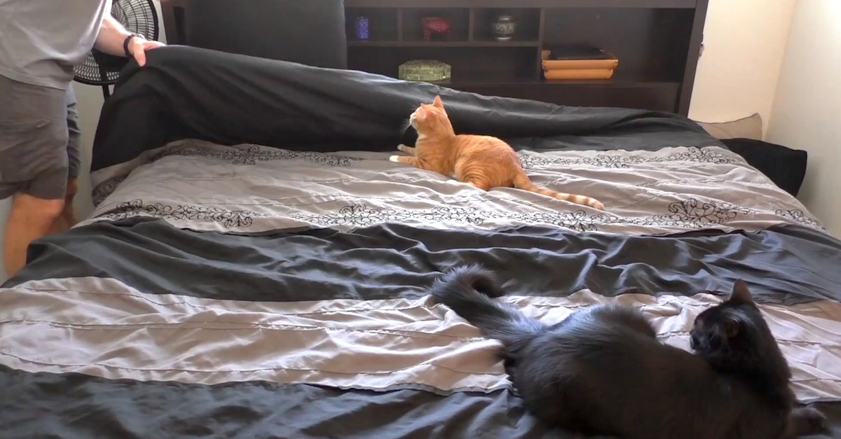 He Tries To Make The Bed. Now Watch What The Cats Do... | LittleThings.com