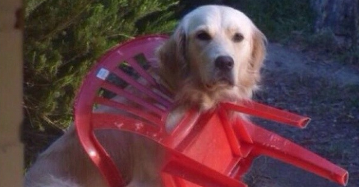 22 Times Dogs Tried But Failed...Hilarious!! | LittleThings.com