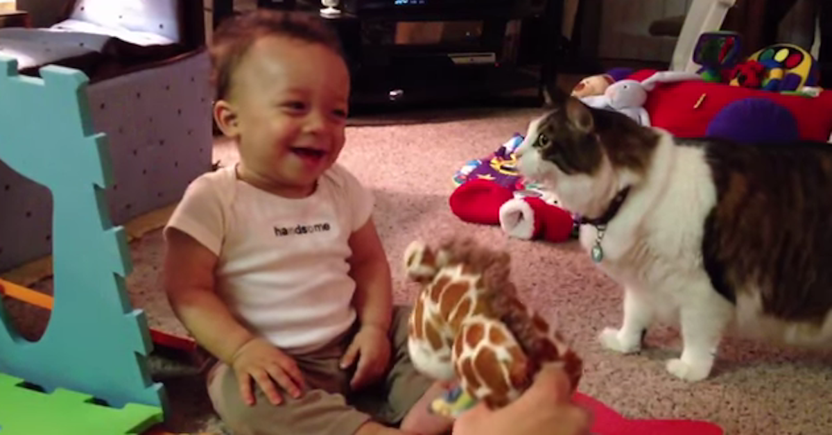 This Kid Can't Stop Giggling. Their Cat's Reaction? Now I Can't Stop ...