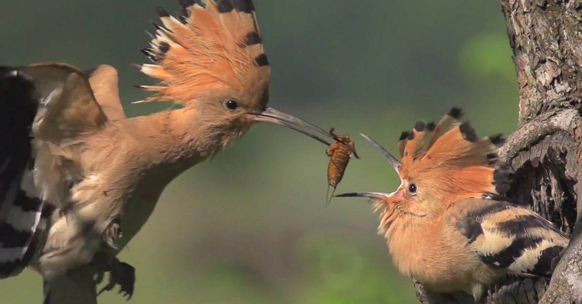 She Flies In With Food For Her Baby But You've Never Seen ANYTHING This ...