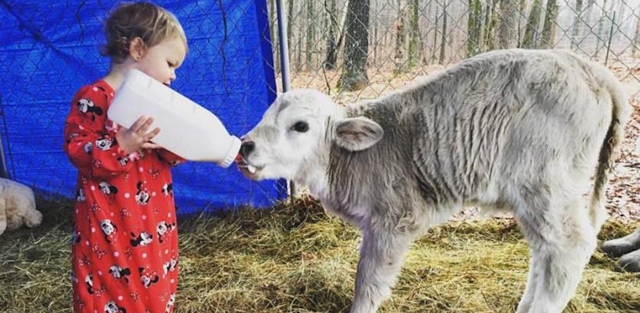 Orphaned Baby Cow Finds Best Friend In Little Girl | LittleThings.com
