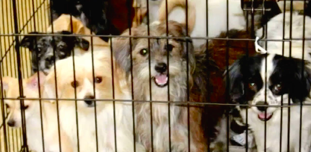 Tiny Dog Is Rescued From Hoarders. When Vets Feel THIS On Her Stomach ...