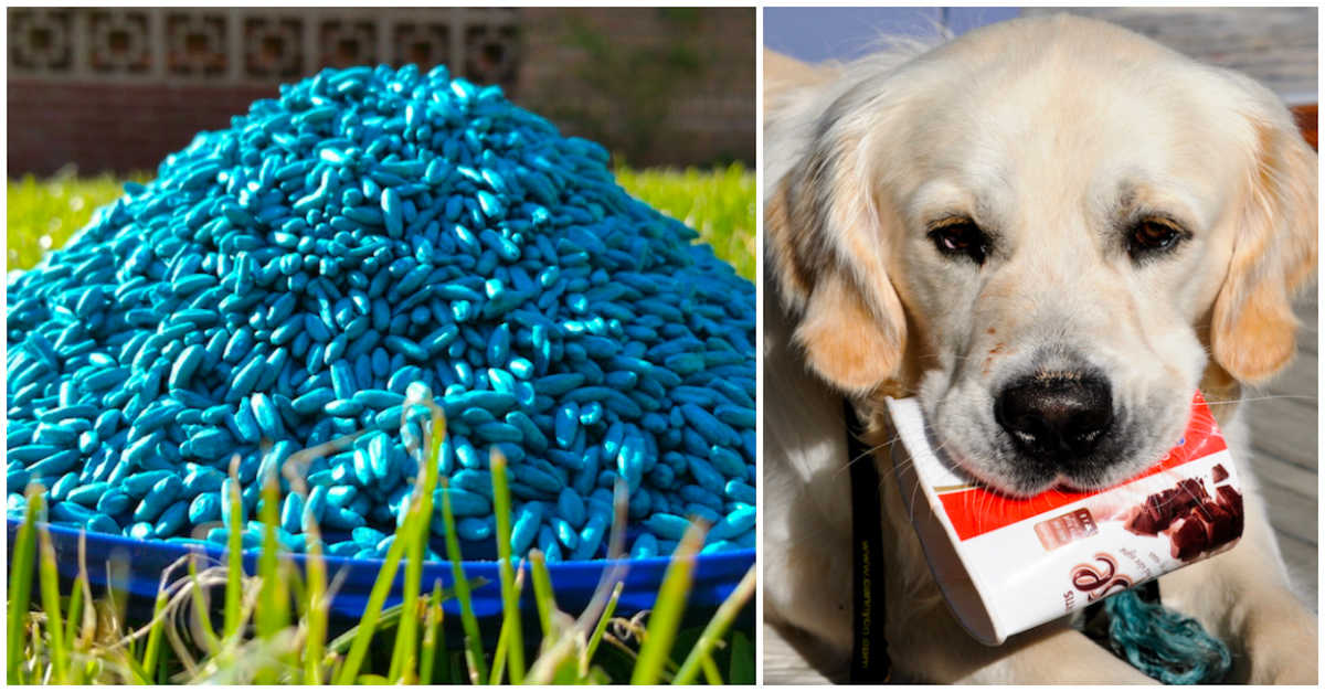 11 Most Common Pet Poisons And The States They Affect LittleThings 11-most-common-pet-poisons-and-the-states-they-affect-littlethings