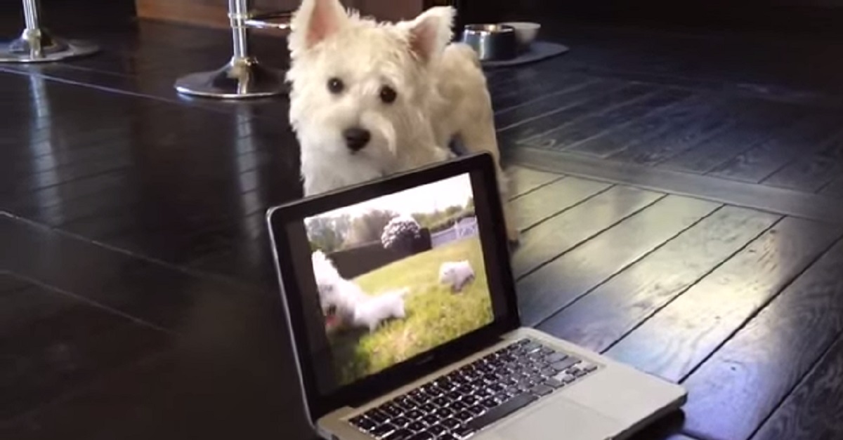 This Westie Thinks Dogs Are Trapped In The Computer...Watch His Sweet ...