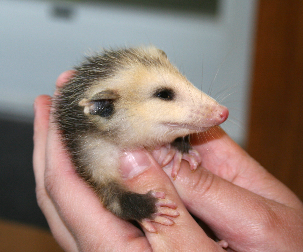 10 Facts About Possums That Will Make You Love Them | LittleThings.com
