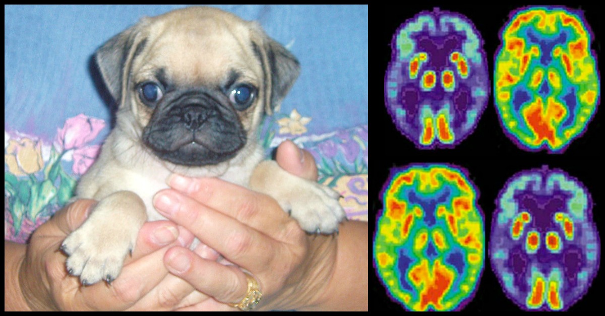 Cute Aggression: Why You Want To Squish Your Puppy | LittleThings.com