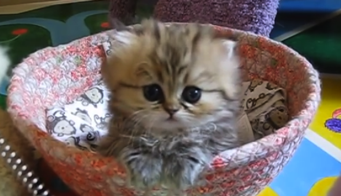 This Kitten Won The Cutest Kitten Award. Do You Agree? I Do!! I Can ...