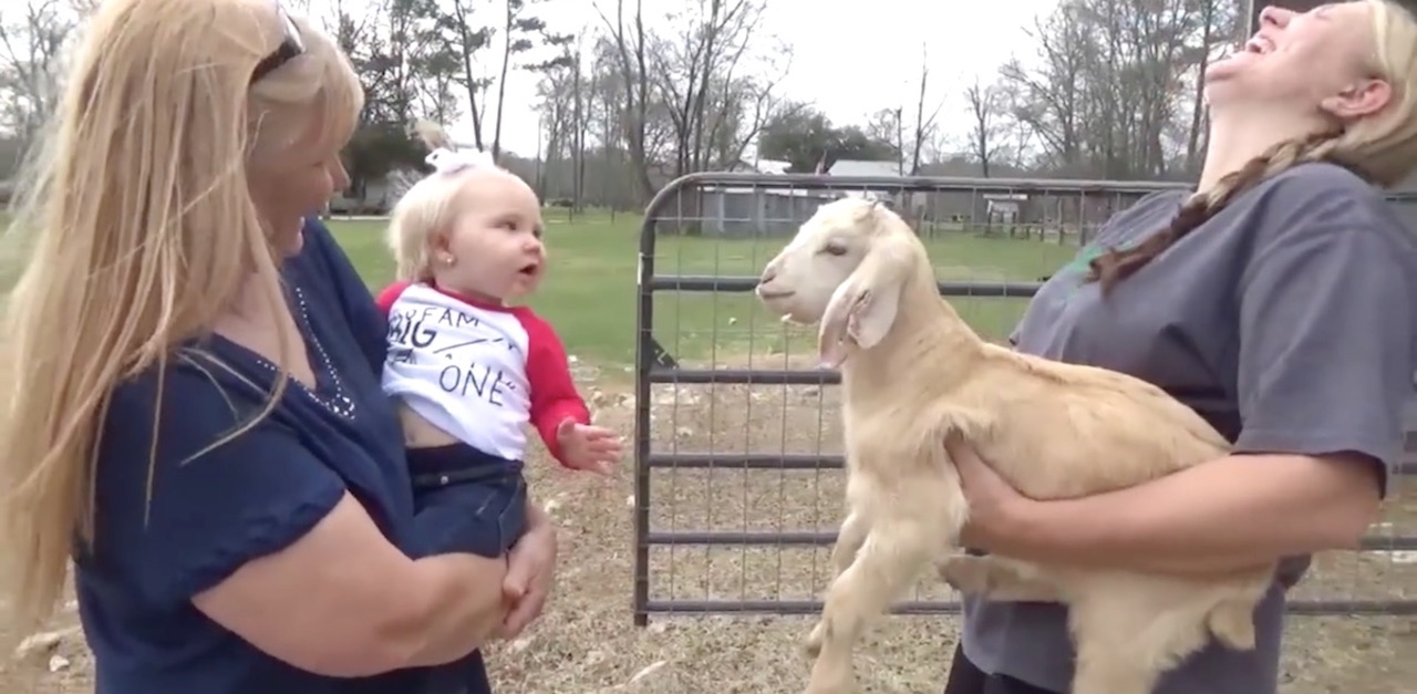 Tiny Goat Meets A Baby Human For The First Time, Then They Both Start ...