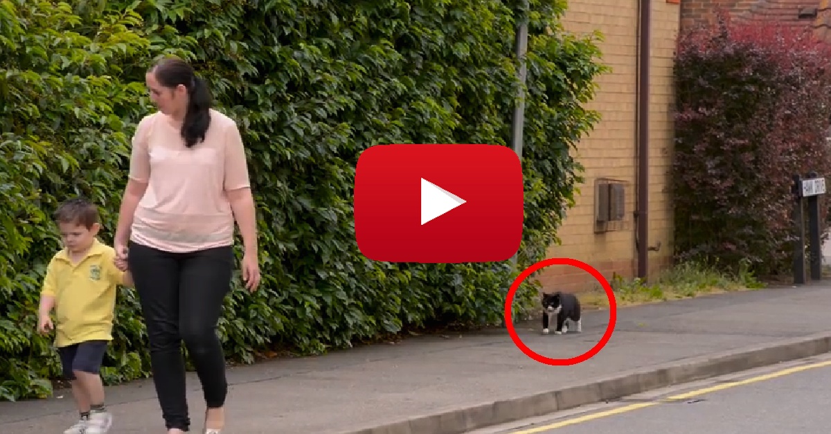 Every Day, This Cat Follows The Little Boy To School. When You See Why ...