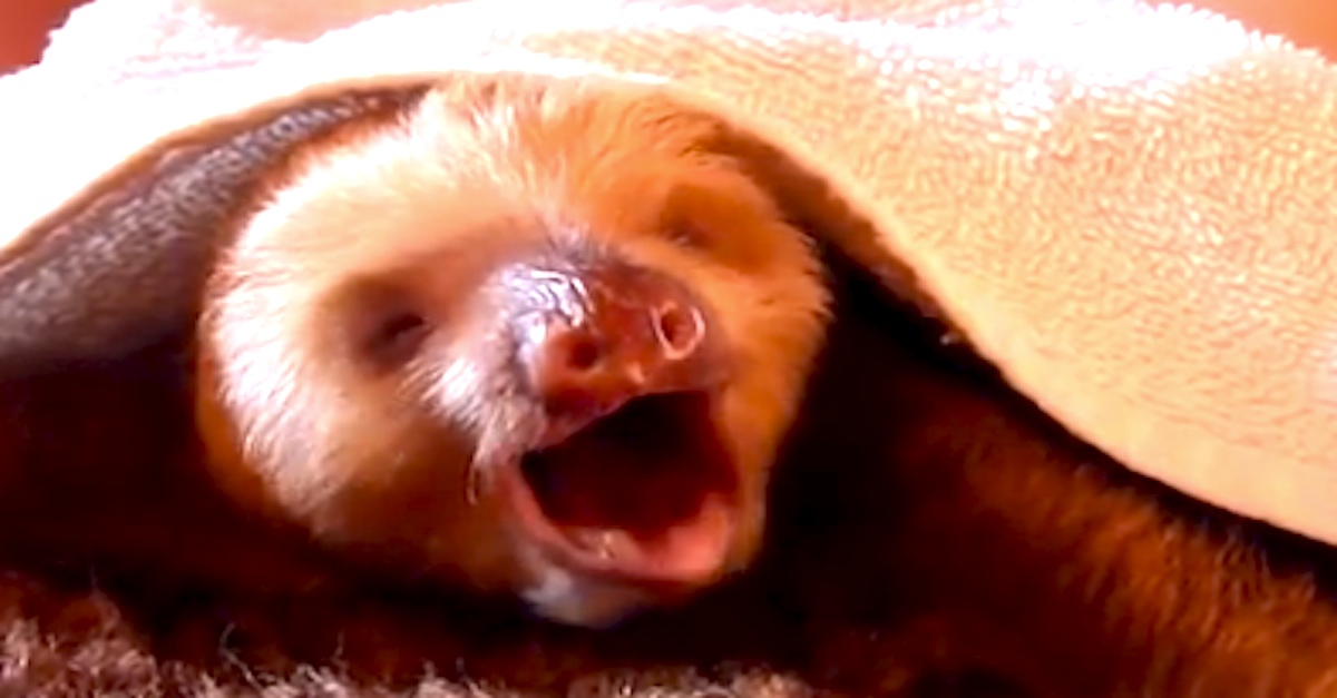 This Yawning Baby Sloth Will Melt Your HEART! Cutest Thing I've Ever ...