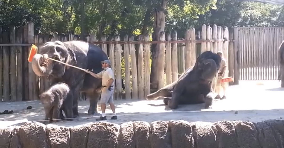 Elephant Grabs Zookeeper's Brush — What He Does With It? OMG ...