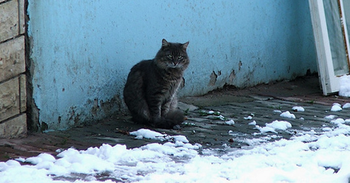He Sees A Cat Outside In The Freezing Cold And Does Something Brilliant ...