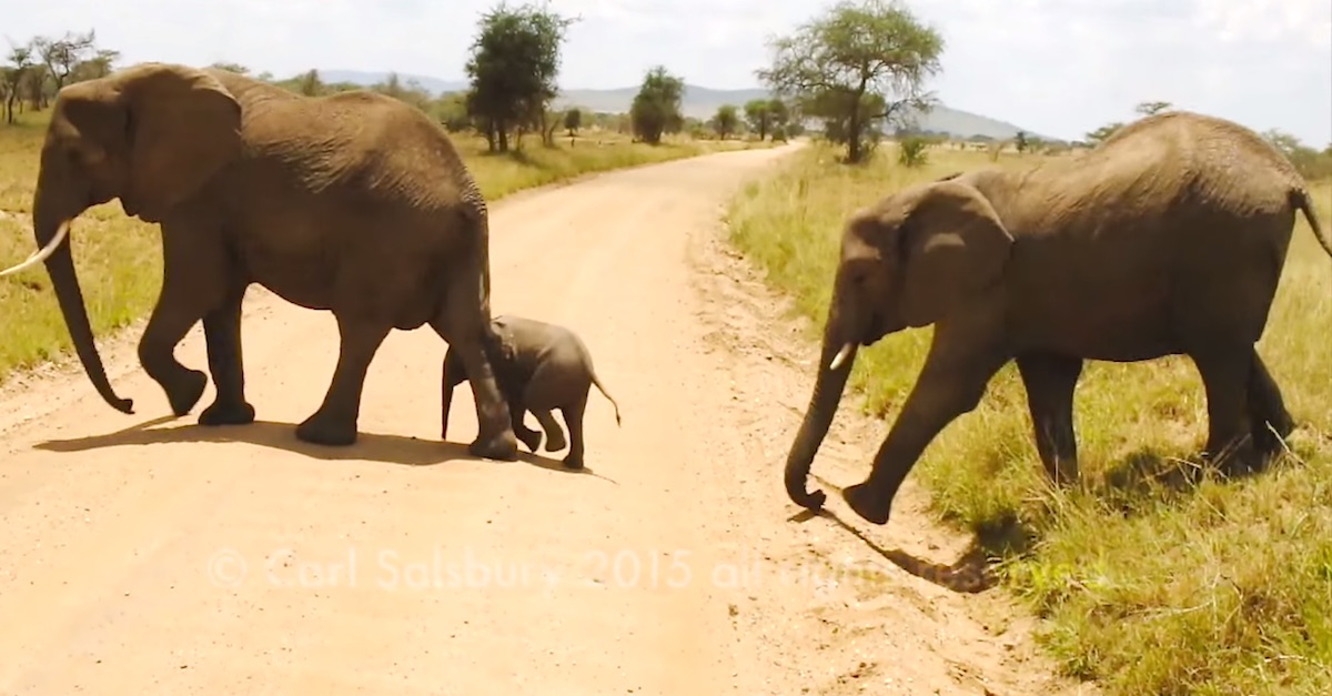 Watch These Patient Parents Teach Their Baby Elephant A VERY Important ...